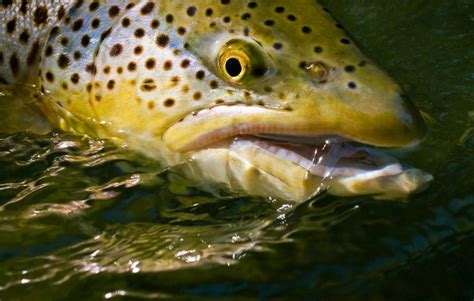 2 Ways To Determine The Sex Of A Trout Fly Fishing Gink And Gasoline How To Fly Fish