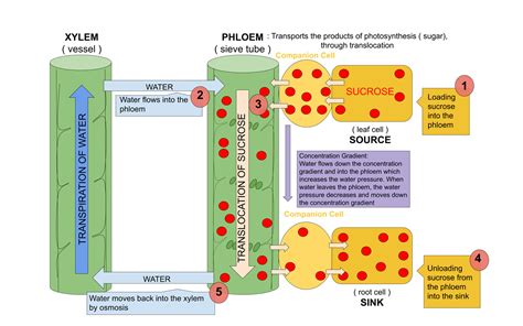 Phloem Transport And Translocation Of Sugars Lesson Science State