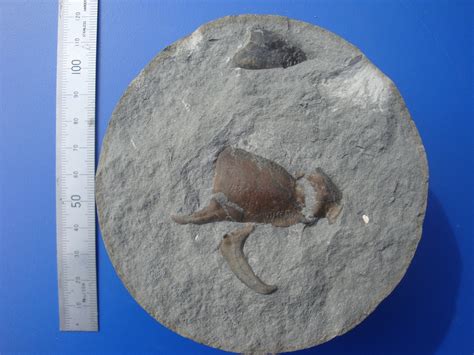 Crab Members Gallery The Fossil Forum