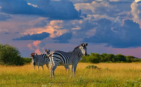 Where Is Botswana Country At Laurice Carter Blog