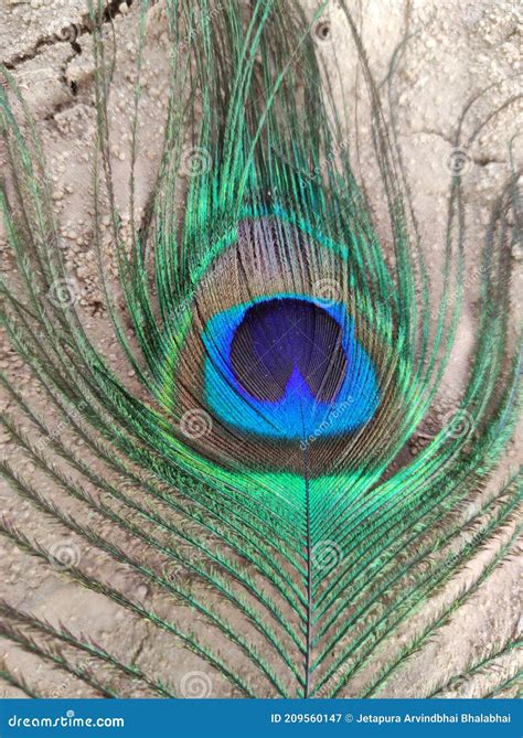 Beautiful Indian Village Peacock Features Stock Image Image Of Fowl