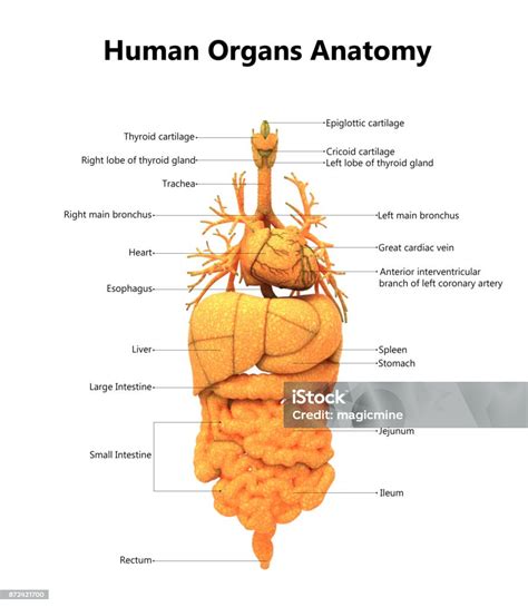 인체 장기 해부학 해부학에 대한 스톡 사진 및 기타 이미지 해부학 0명 3차원 형태 Istock