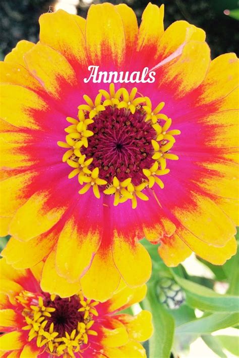 Outdoor Plants Green Thumb Nursery