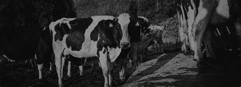 Factory Farming Learn Worldclass