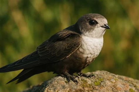 Blyths Swift Avian Marvel And Master Of The Skies