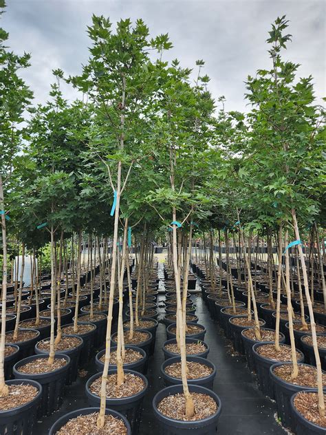 Acer Saccharum Legacy Legacy Sugar Maple Kampen Tree Supply