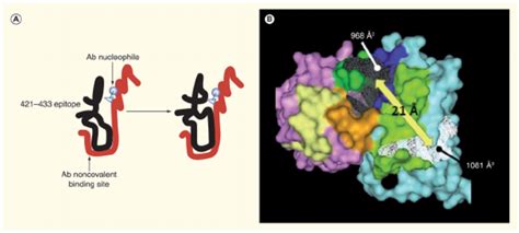 Structural Aspects Of Cd4 Binding Site 421433 Epitope Recognition By