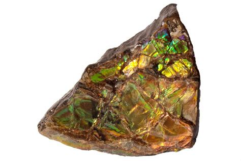 1 15 Iridescent Ammolite Fossil Ammonite Shell Alberta Canada 222719 For Sale