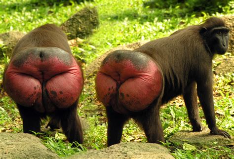 Colorful Baboon Ass