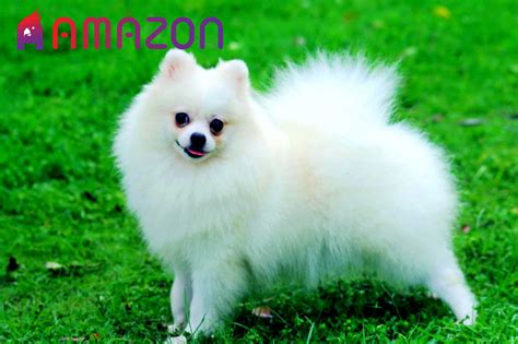 آشنایی با سگ نژاد پامر مجموعه پرورش حیوانات خنگی آمازون زوو فروش تجهیزات