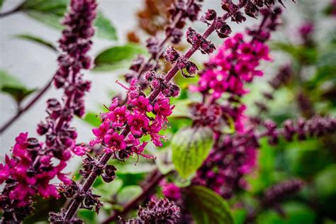 Should You Allow Basil Plants To Flower Gardeners Path