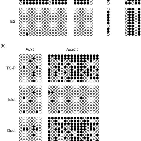 Bisulfite Genomic Sequencing A Bisulfite Genomic Sequencing Of The Download Scientific