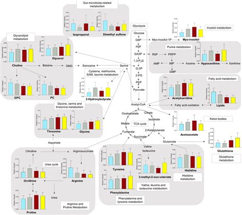 Simplified Representation Of Metabolic Pathways Showing Significantly