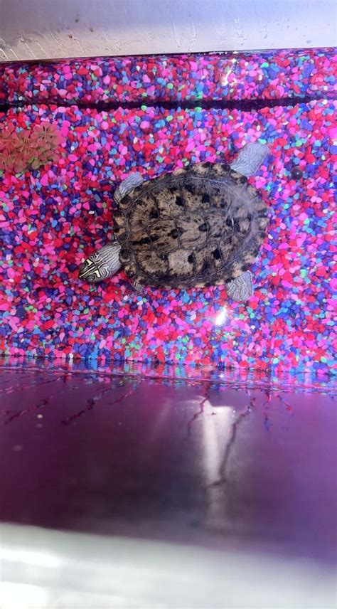 Help Me Identify This Scorpion I Found R Southafrica