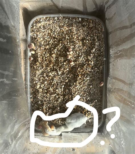 Mycelium Or Contamination🍄 Doubt R Zamnesia