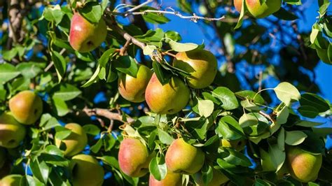 10 Fruit Tree Varieties To Prune In Winter For A More Delicious Harvest