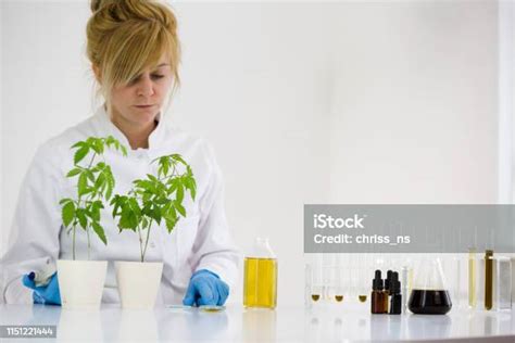 의료 마리화나 공장에서 추출한 Cbd 오일과 함께 작업 하는 실험실에서 여성 과학자 그녀는 마리화나 식물을 검사 하 고 있습니다 의료 대마초에서 의료 약국 삼베에 대한 스톡