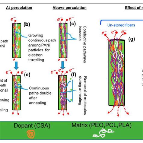 Schematic Showing The Different Forms Of Pani A Polyaniline B Download Scientific Diagram