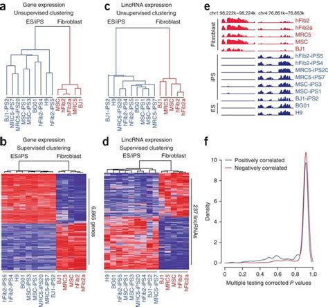 Direct Reprogramming Of Fibroblasts Converts Both Protein Coding Genes