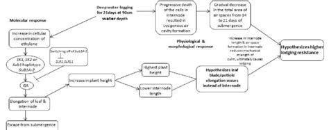 A Proposed Model Showing Growth And Development Of Rice Plants Under