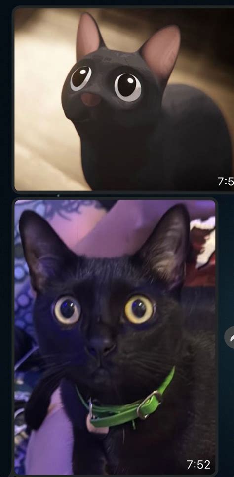 We Have The Star In My Home Pascal Languirand