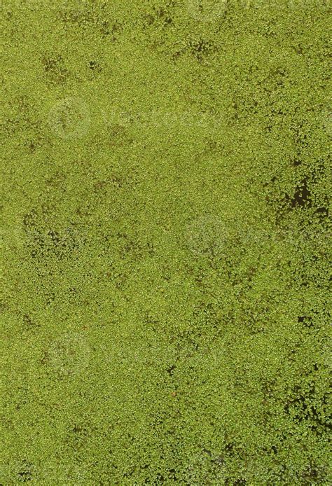 Texture Of Swamp Water Dotted With Green Duckweed And Marsh Vegetation