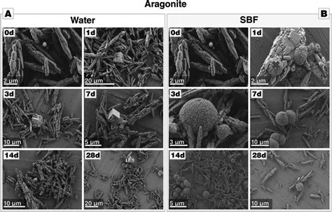 Morphological Evolution Of Aragonite During Incubation A In Water And