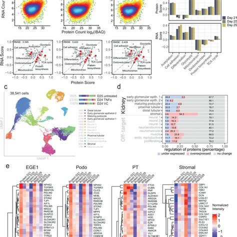 Integrated Expression Analysis Of Proteome Transcriptome Trajectories