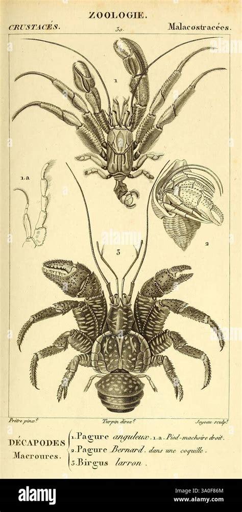 Considérations Générales Sur La Classe Des Crustacés Paris Fg Levrault 1825 France