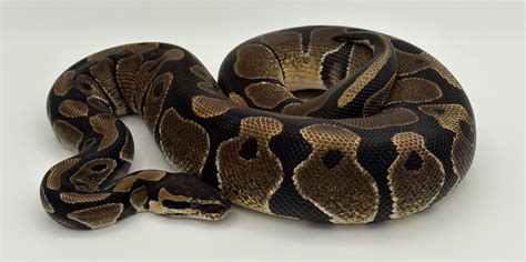 Python Regius Ball Python Surrender Normal Scooby Doo 4