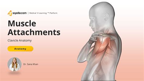 Clavicle Muscles
