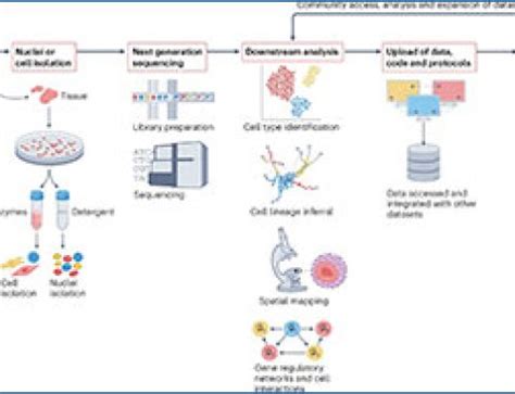Circrnadb A Comprehensive Database For Human Circular Rnas With Protein Coding Annotations