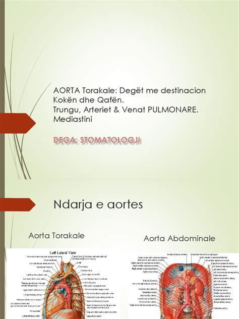 Aorta Torakale Degët Me Destinacion Koken Dhe Qafen Pdf