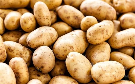 بررسی میزان پروتئین سیب زمینی جدول ارزش غذایی