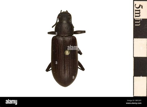 False Mealworm Beetle