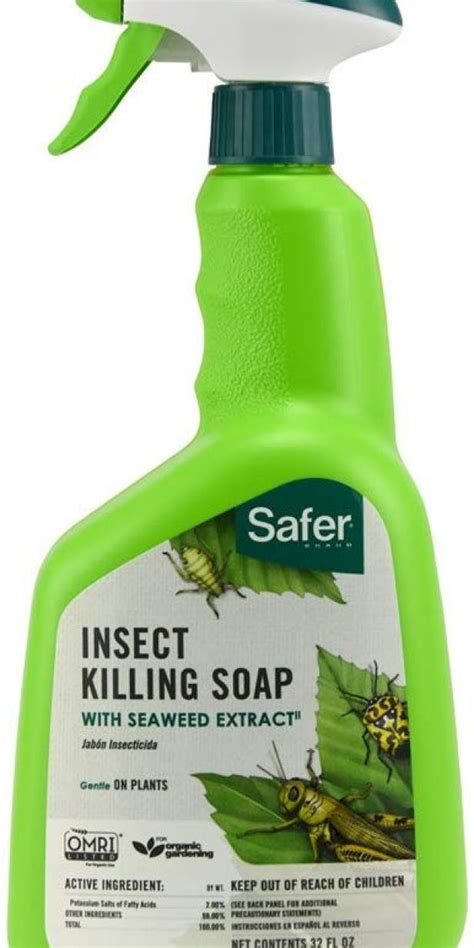 How To Get Rid Of Aphids HGTV