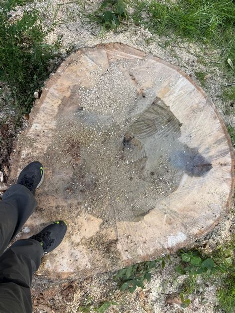 Higher Elevations Tree Care Unsure About The Health And Condition Of
