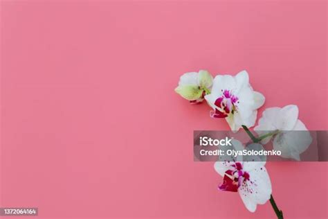 파스텔 핑크 배경에 오키 드 Phalaenopsis의 분기 상단 보기 복사 공간 관상용 식물에 대한 스톡 사진 및 기타 이미지 관상용 식물 꽃 나무 꽃 꽃의 구조