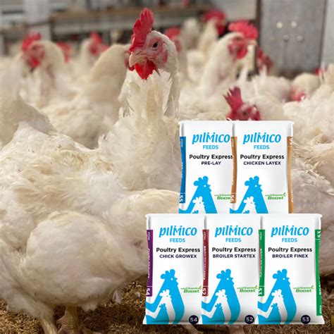 Products Feeds Broiler And Layer Feeds Pilmico