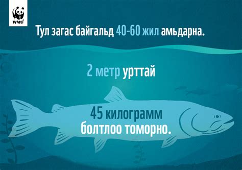 Wwf Mongolia Тул нь цэнгэг усны Хулдын овгийн хамгийн Facebook