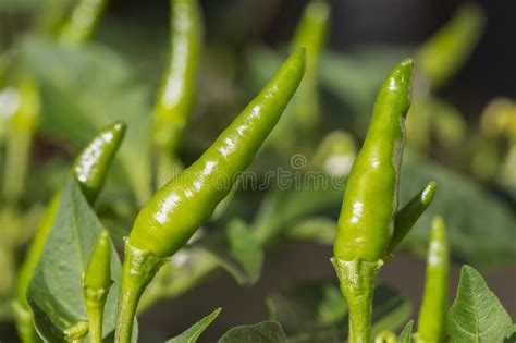 Small Green Chillies Also Known As Capsicum Annuum Chilli Peppers And