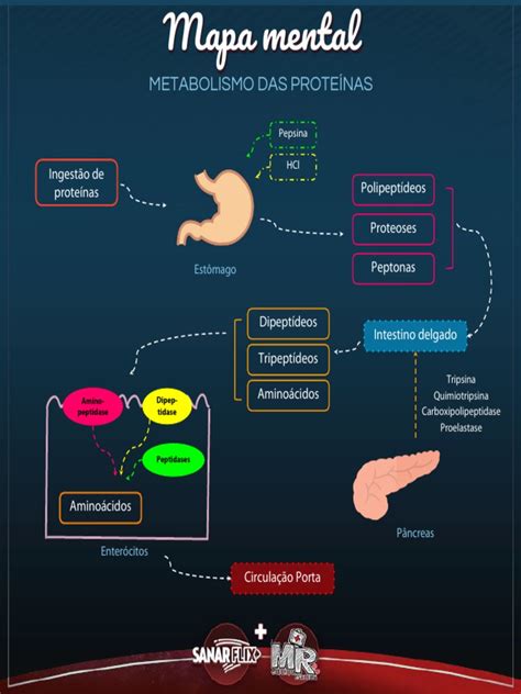 Mapa Mental Metabolismo Das Proteínas Pdf
