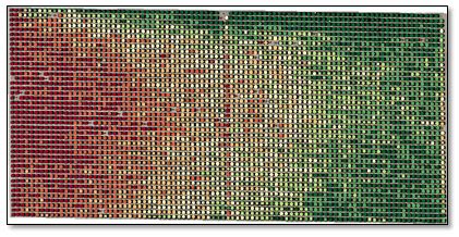 Calculate Crop Metrics