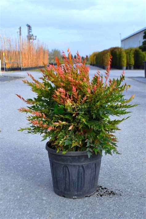 Nandina Domestica Harbor Dwarf