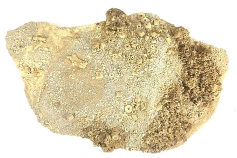 Lot Large Crinoid Coquina Fossil Specimen