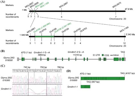 Positional Cloning And Characterization Of The Gmdtm1 Locus A Mapping Download Scientific