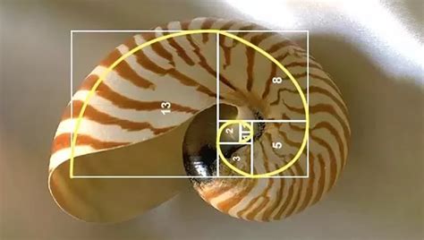 Precision In Every Step Lessons From The Fibonacci Sequence For Your