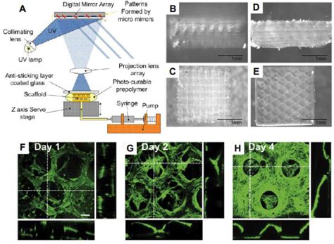 Figure 1 From 3d Bioprinting For Engineering Complex Tissues Semantic Scholar