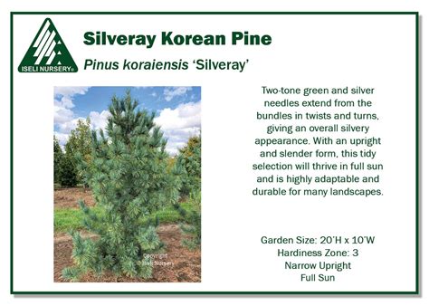 Pinus Koraiensis Silveray Iseli Nursery