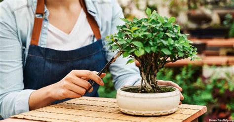 What Size Does A Bonsai Tree Grow If Left Untrimmed Bonsai Tree Help